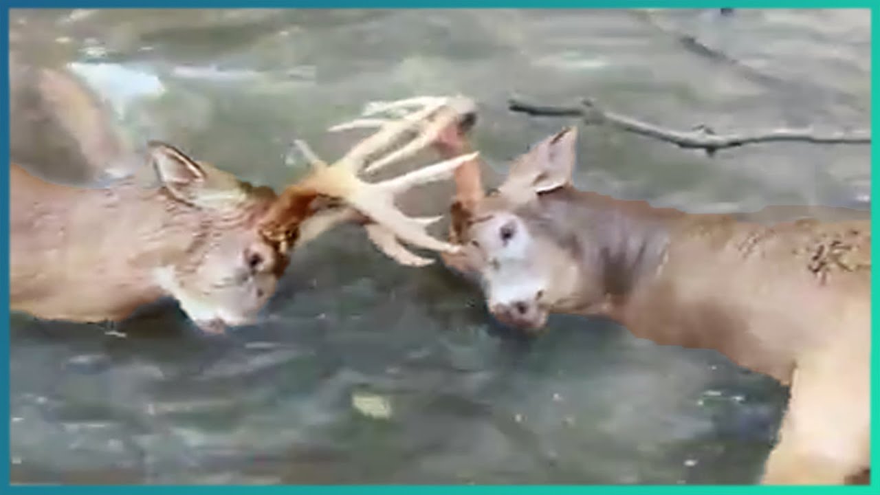 Animals That Asked People for Help & Kindness Ep 24 - YouTube