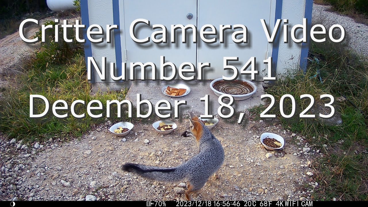Critter Camera Video Number 541 December 18, 2023.#CritterCamera # ...