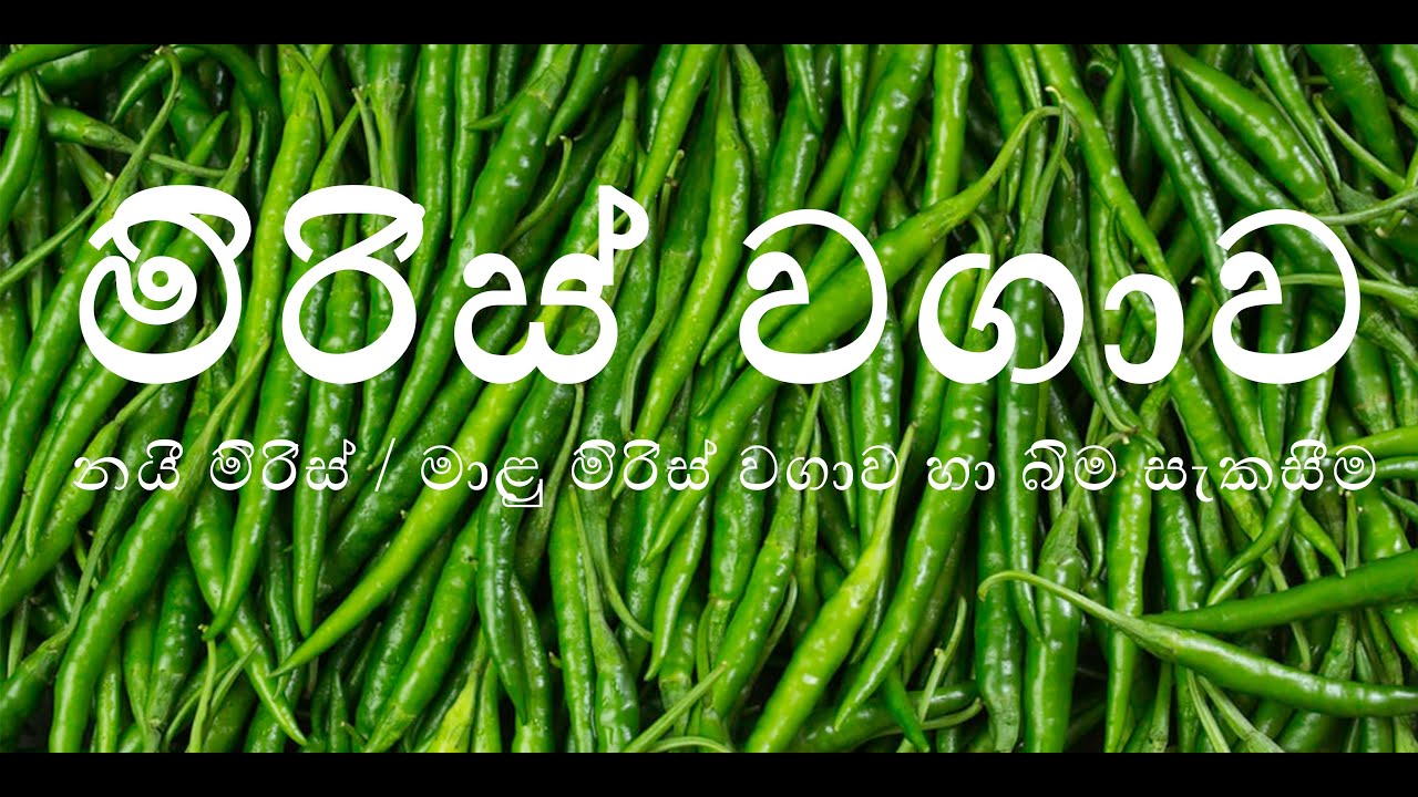 Miris wagawa nai miris maalu miris නයී මිරිස් මාළු මිරිස් වගාව හා බිම් ...