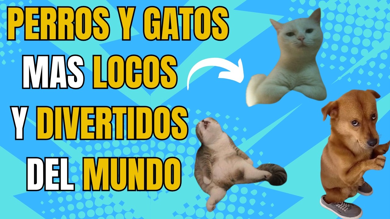 🤣 ¡GATOS y PERROS más LOCOS y GRACIOSOS! 😂 Risas aseguradas con estos ...