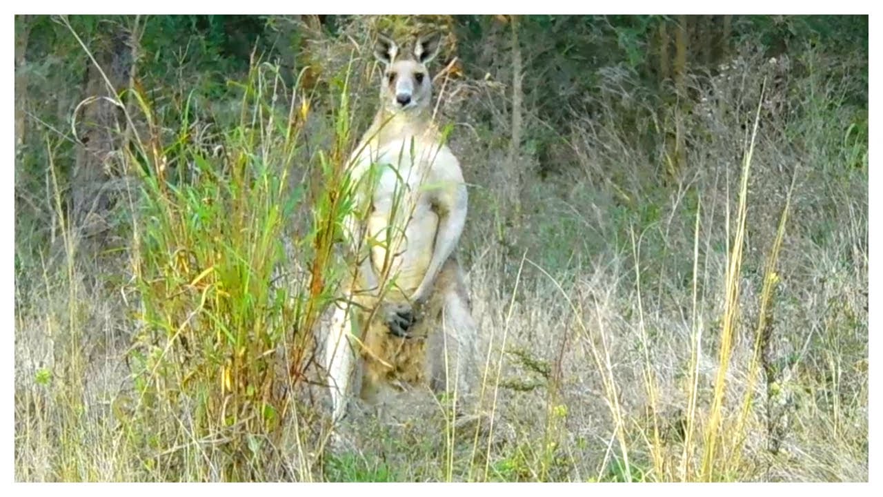 Alpha Roo peekaboo - YouTube