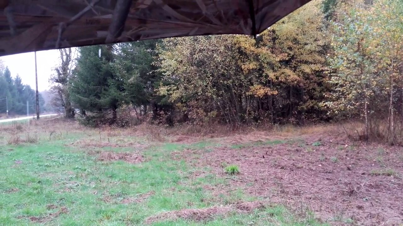 Tir d'un chevreuil à 51 m avec une Maral et un point rouge H34 - YouTube