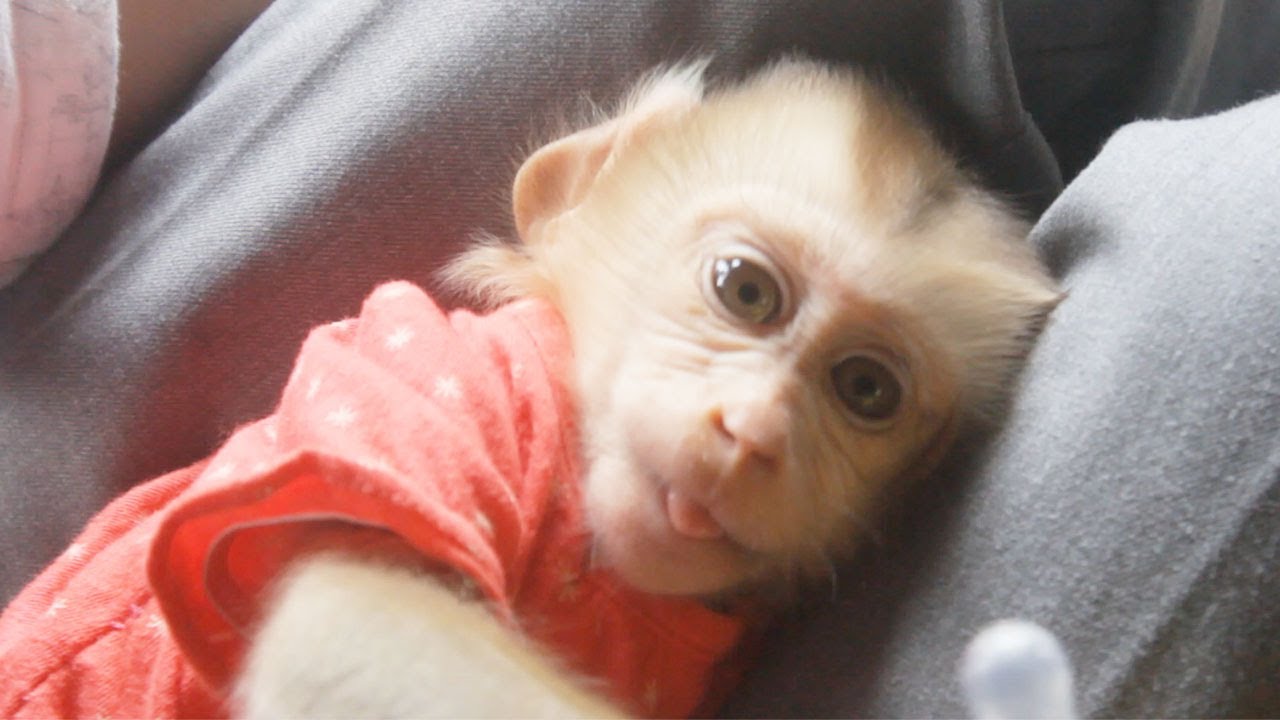 So Funny! Monkey Abbey Staring & Feels Shy At Cameraman As He Videos ...