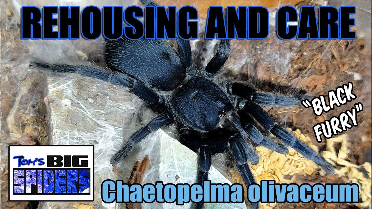 Chaetopelma olivaceum "Black Furry Tarantula" Rehouse and Care - YouTube