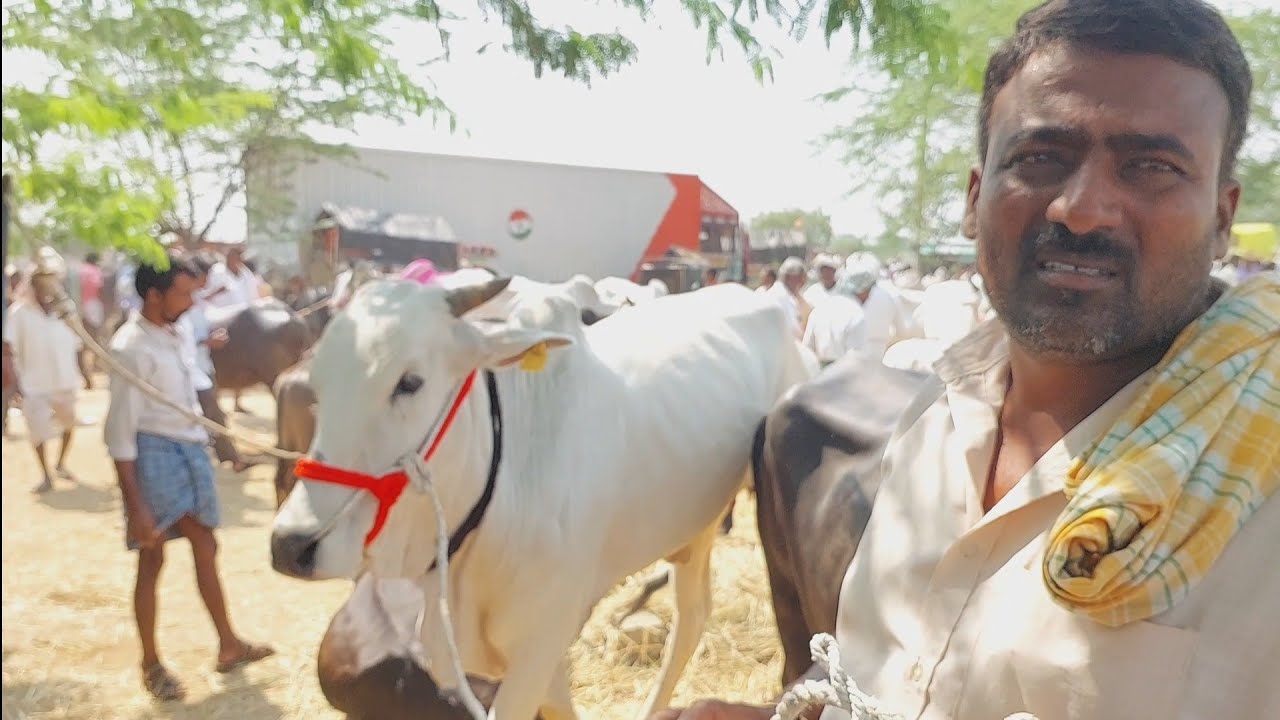 దేవరకద్ర సంతలో నాలుగు నెలల సూడి ఆవుకు రేటెంత చెప్తున్నారు | cow price ...