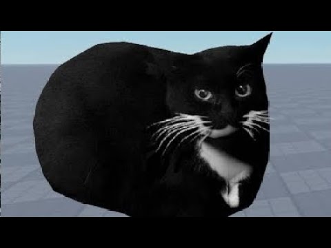 Maxwell the cat 😺😺😺😺😺 dingus the cat dances - YouTube