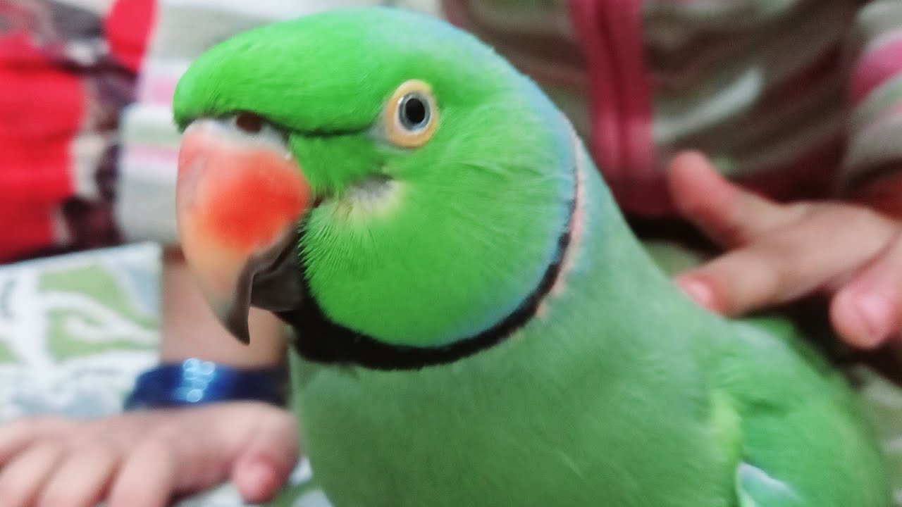 Mithu Indian Parrot Talking Mithu Chori Khani ay Amazing Parrot Indian ...