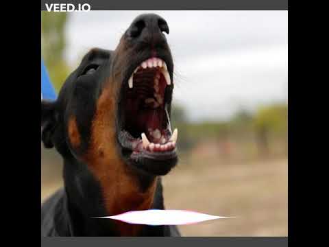 Zeta zero 0.5 (yukk mouth 0.5) 6IX9INE x famous Dex x schlosser x Zilla kami x Somula (joint version