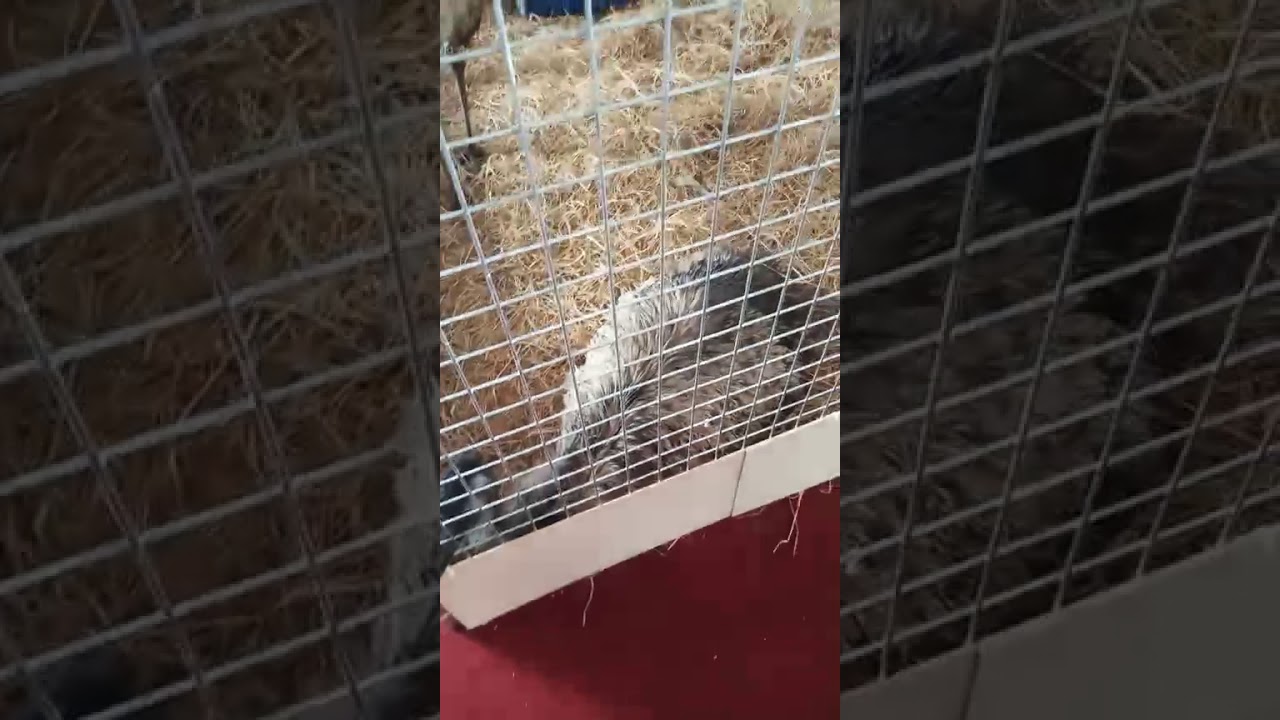 Burung Unta Comel Shah alam - YouTube