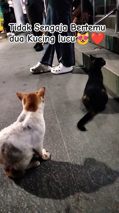Tidak Sengaja Bertemu Dua Kucing Lucu#cat#kucing#kucinglucu#shorts#shortvideo#trendingshorts# ...