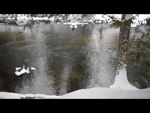 Watch Boyne River flow as snow falls