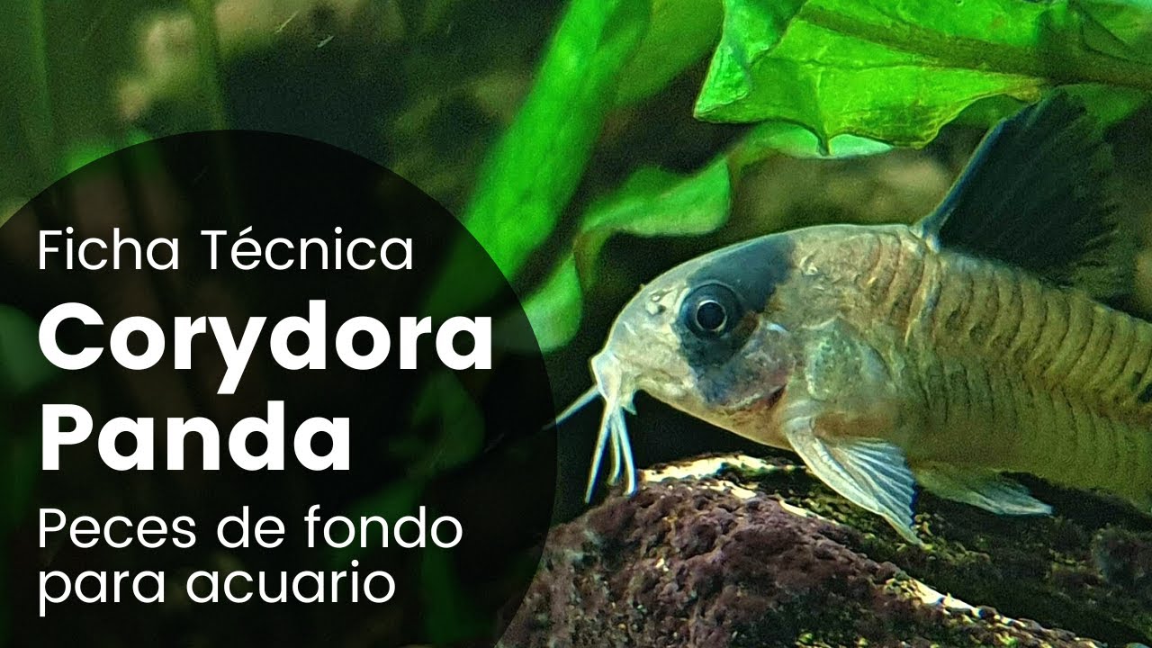 Ficha Técnica Corydora Panda | Cuidados, Reproducción, Alimentación ...