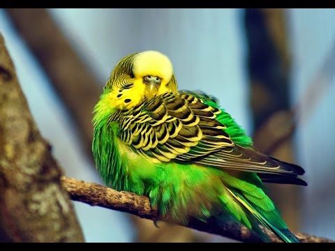 Kuşunuzu Coşturun Muhabbet Kuşu Çiftleşme Sesi 1 SAAT Uzun