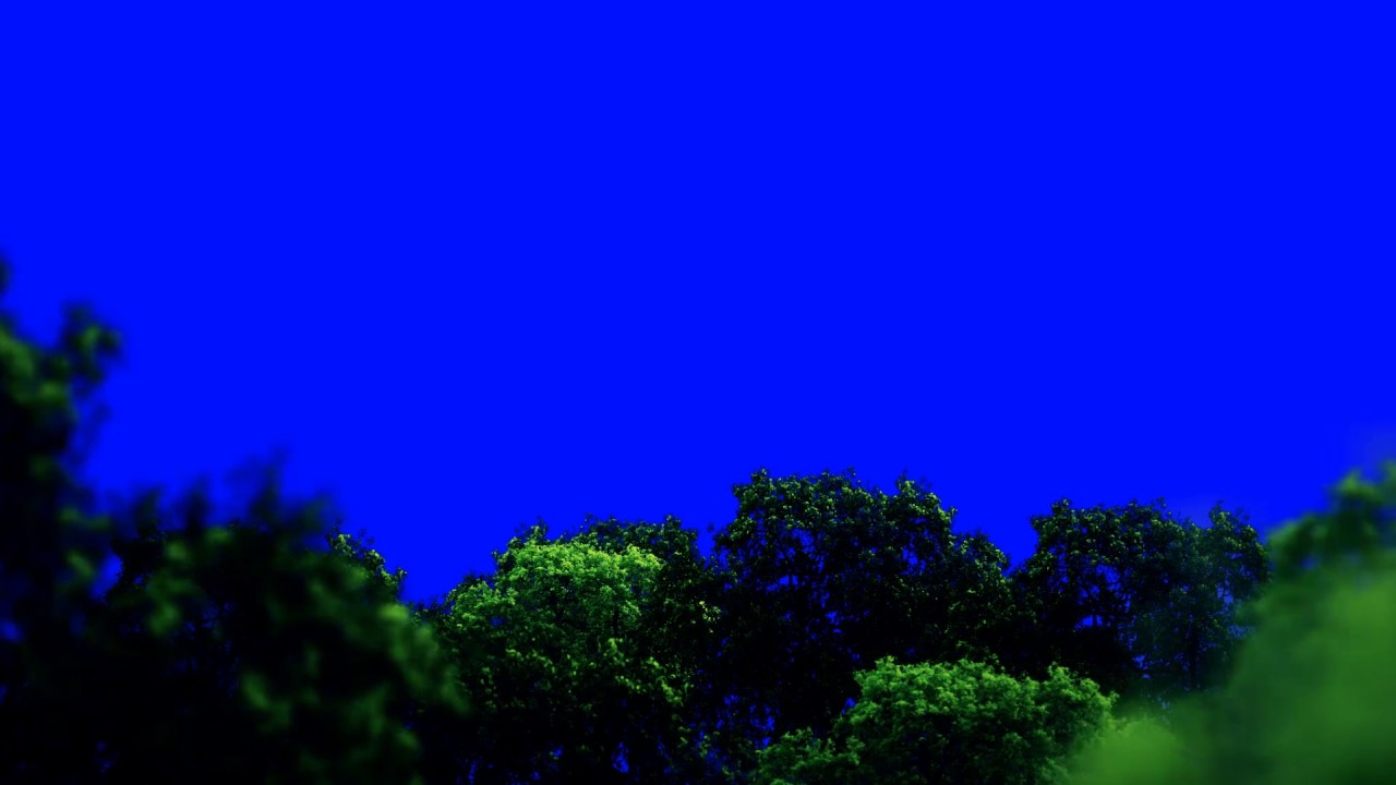 Forest Trees Top on a Blue Screen Background - YouTube