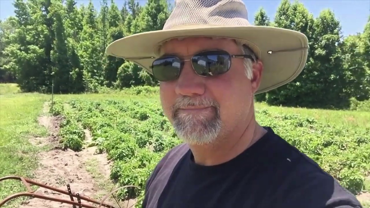 Digging potatoes 2020 Tater Dig - YouTube