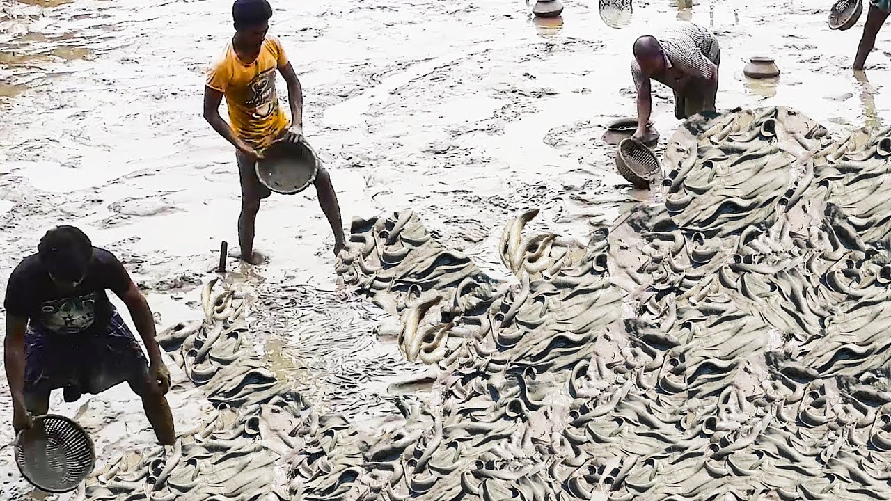 People Catching Catfish By Hand In Muddy Water || A Lot Of Catfish ...