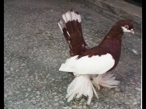 TUMBLER PIGEON TATAR REMEZAN I GET THIS GAME EXPLOSION KABOOTAR TAUBEN PIGEONS PALOMAS कबूतर الحمام