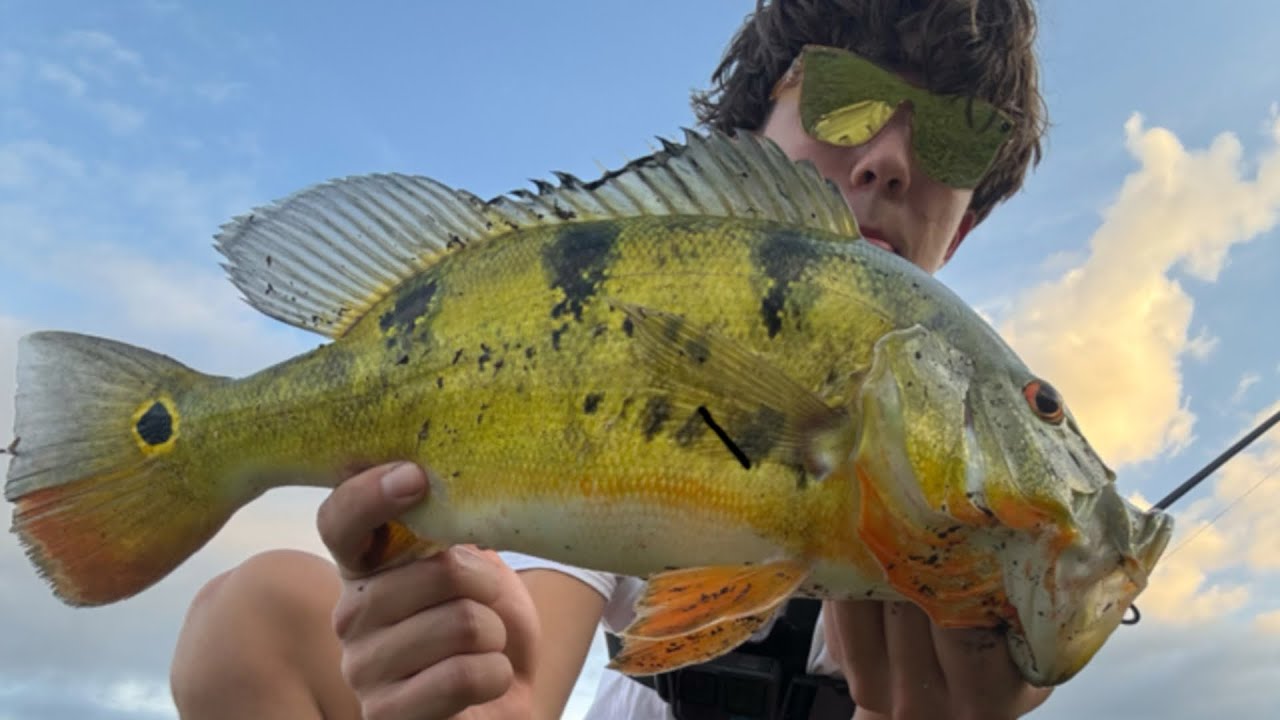 PEACOCKBASS Are The Fastest Freshwater Fish In South Florida!(CRAZY ...