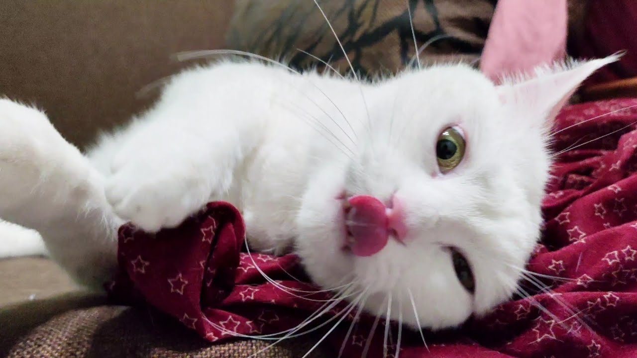 Cat-tastic Craziness: Embark on a Whirlwind Adventure with Our ...