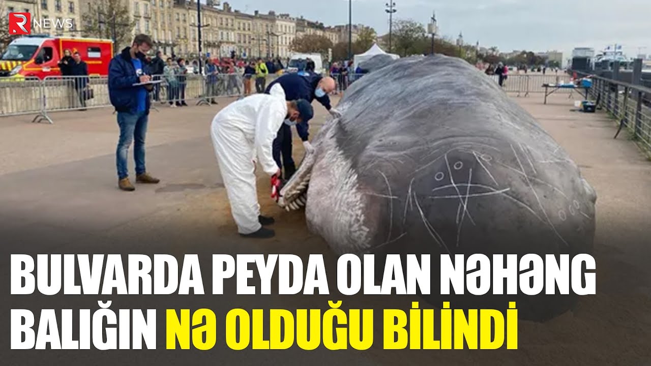 Bulvarda peyda olan nəhəng balığın nə olduğu bilindi - RTV - YouTube