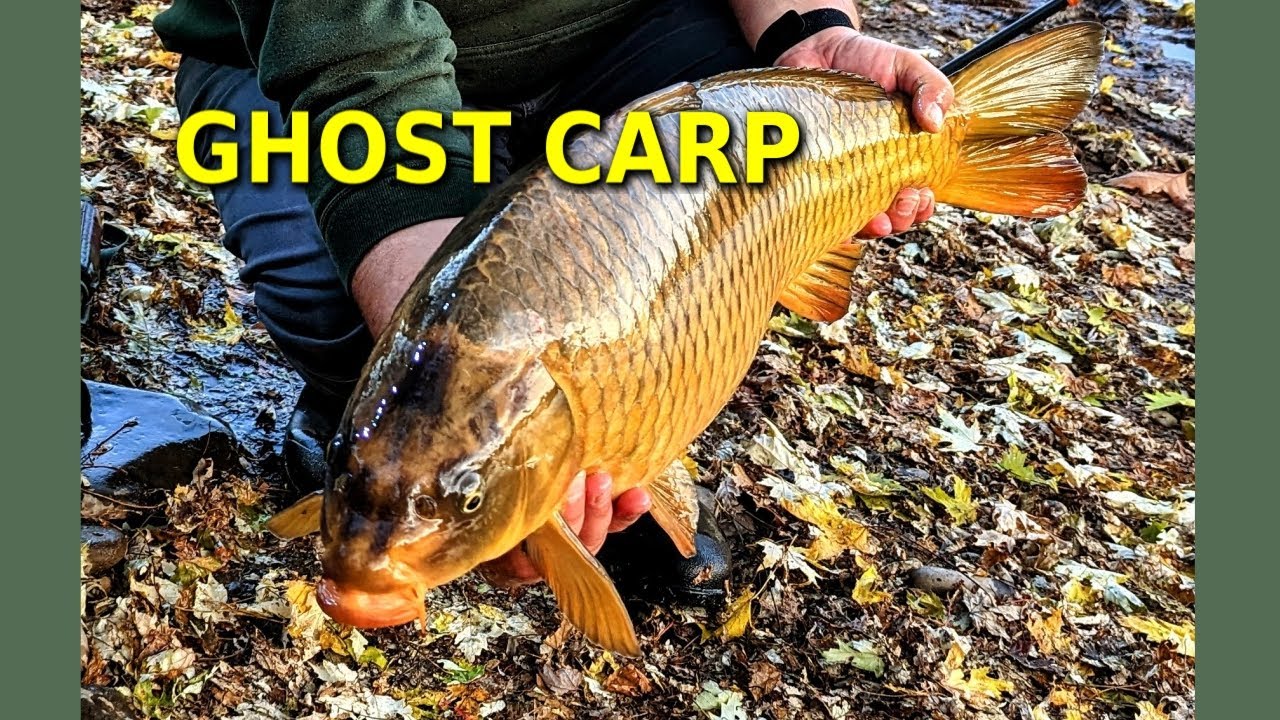 MY FIRST GHOST CARP and more double run - Carp Fishing - November 4 ...
