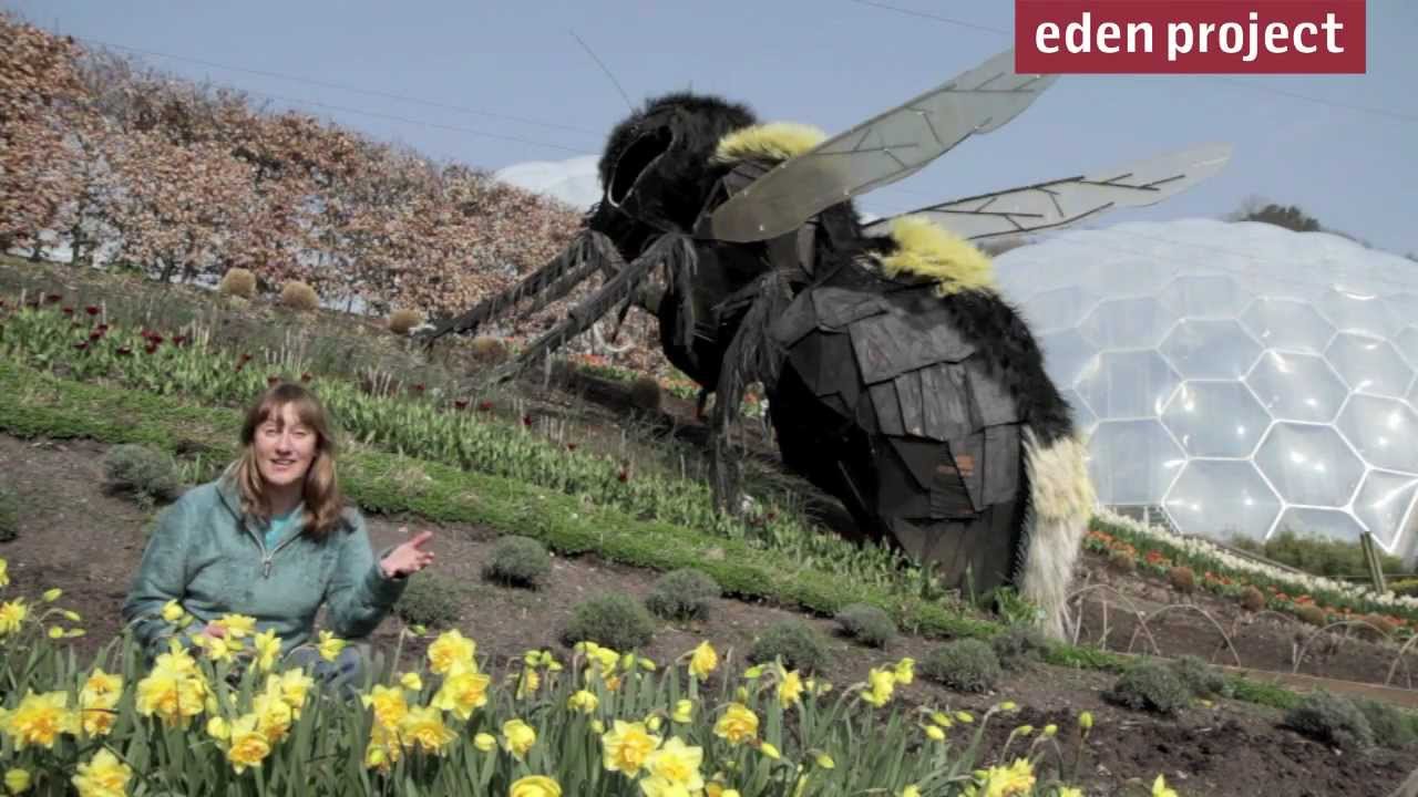 The private life of bees and flowers, from the Eden Project - YouTube