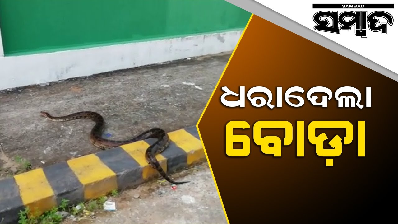 News Update: 11-Ft-Long 'Russell's Viper (Boda) Snake' Rescued From ...