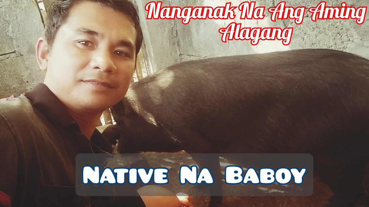 Native Pig - Pag-aalaga Ng Native Na Baboy - YouTube