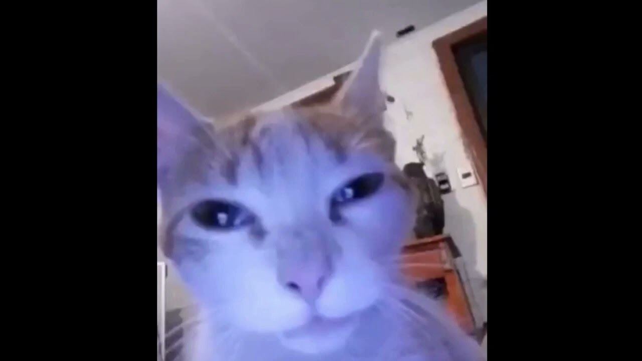 los voy a mat4r gato meme - YouTube