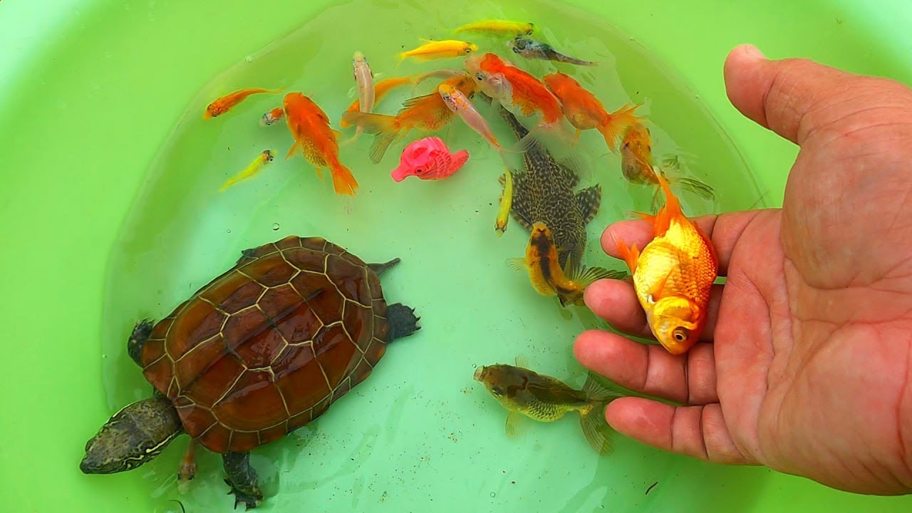Top Amazing Fun Toys, Colorful Surprise Eggs, Luxury Goldfish, Cute ...