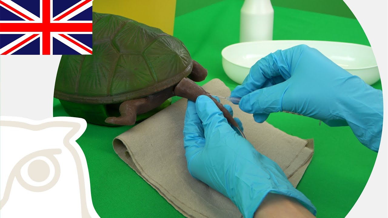 CSL: Blood Sampling on Turtles - YouTube