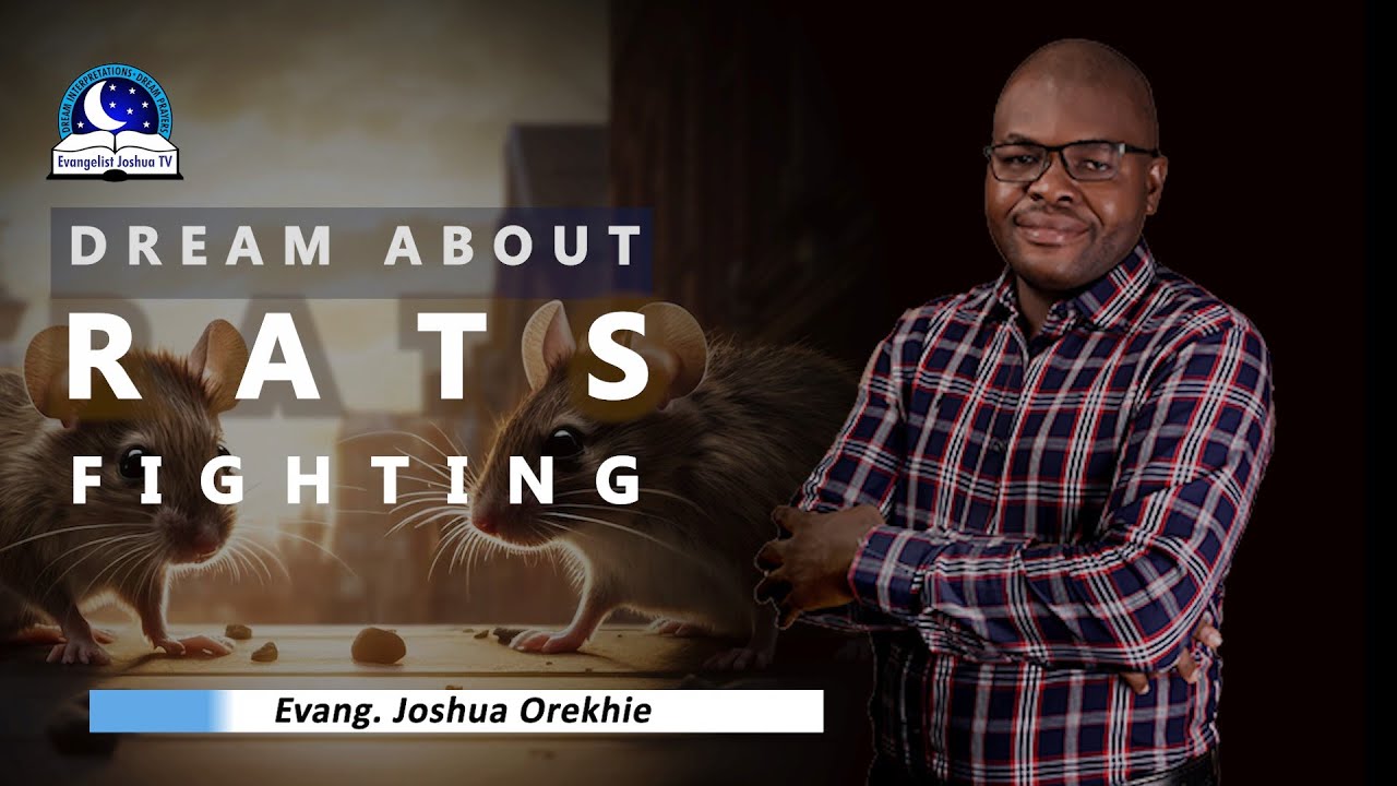Dream About Two Rats Fighting - Biblical Meaning from Evangelist Joshua ...