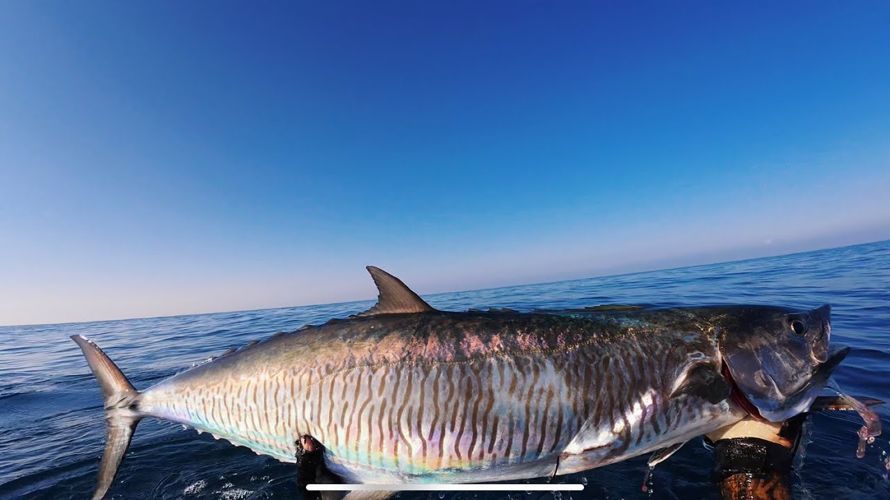 Tsoor Hartov Spearfishing Israel 11kg Spanish mackerel / פלמידה 11 ק״ג ...
