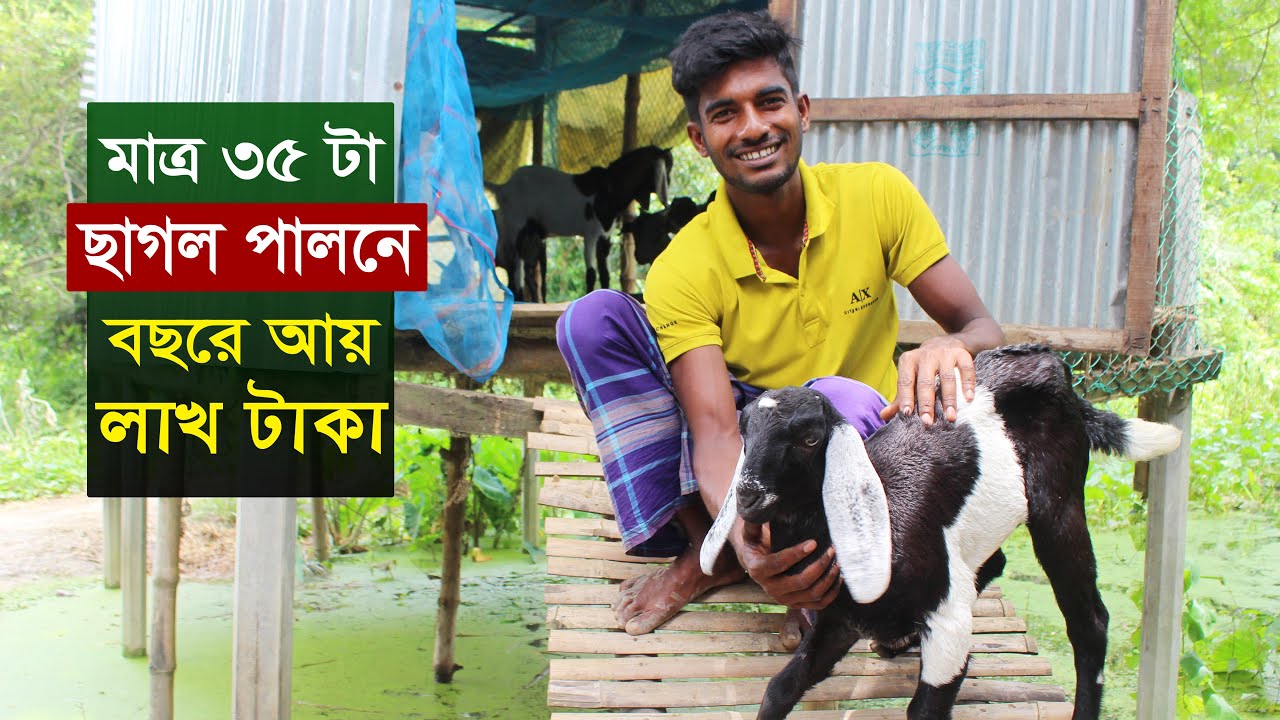 তরুণ উদ্যোক্তার ছাগলের খামার বছরে আয় লাখ টাকা | chagoler khamar | goat ...