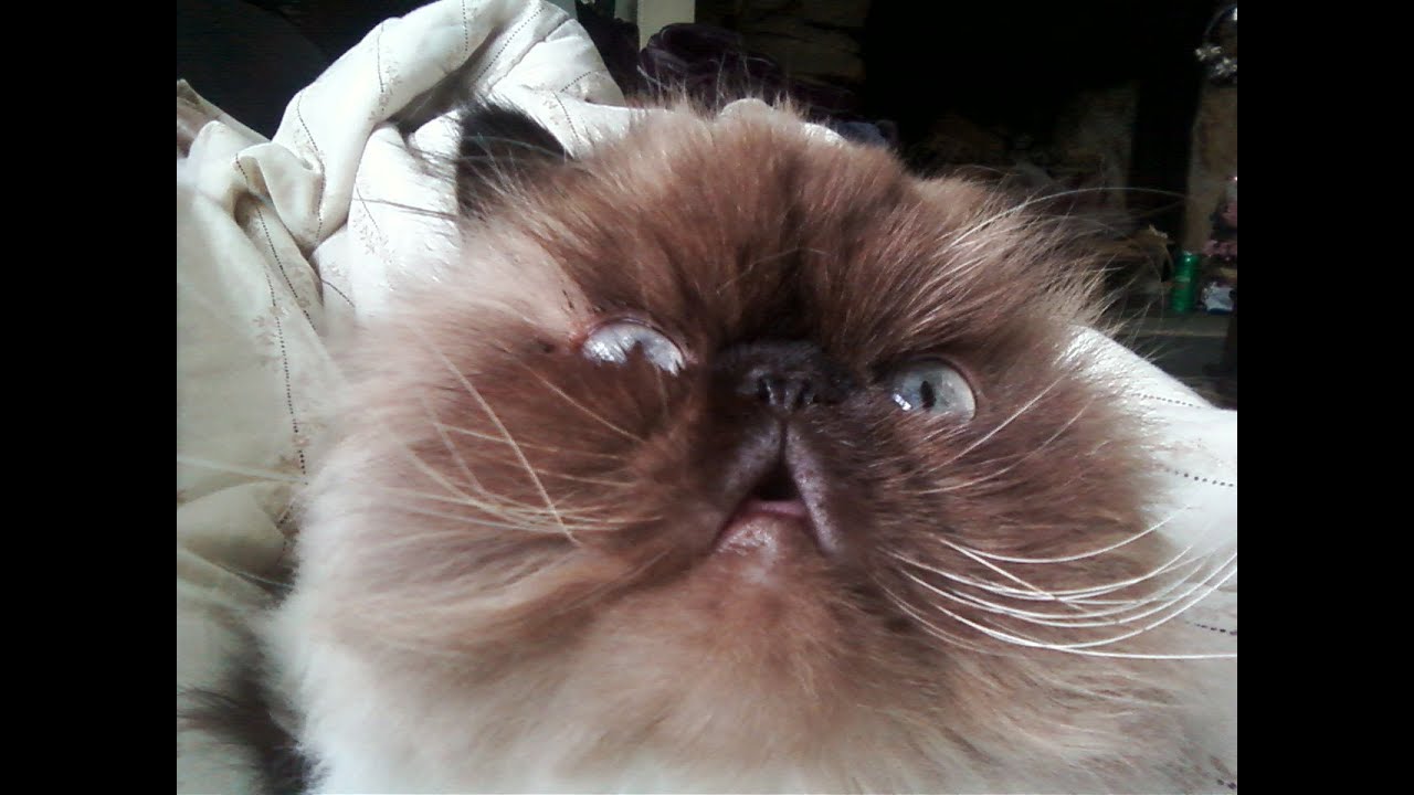 DERPY CATS!! Day 4 - YouTube