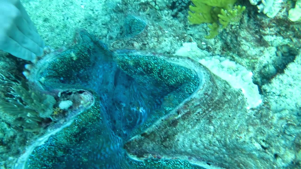 Giant Clam Almost Eats My Hand.MOV - YouTube
