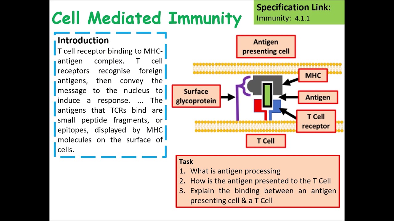 A Level Biology Cell Mediated Immunity Lesson - YouTube