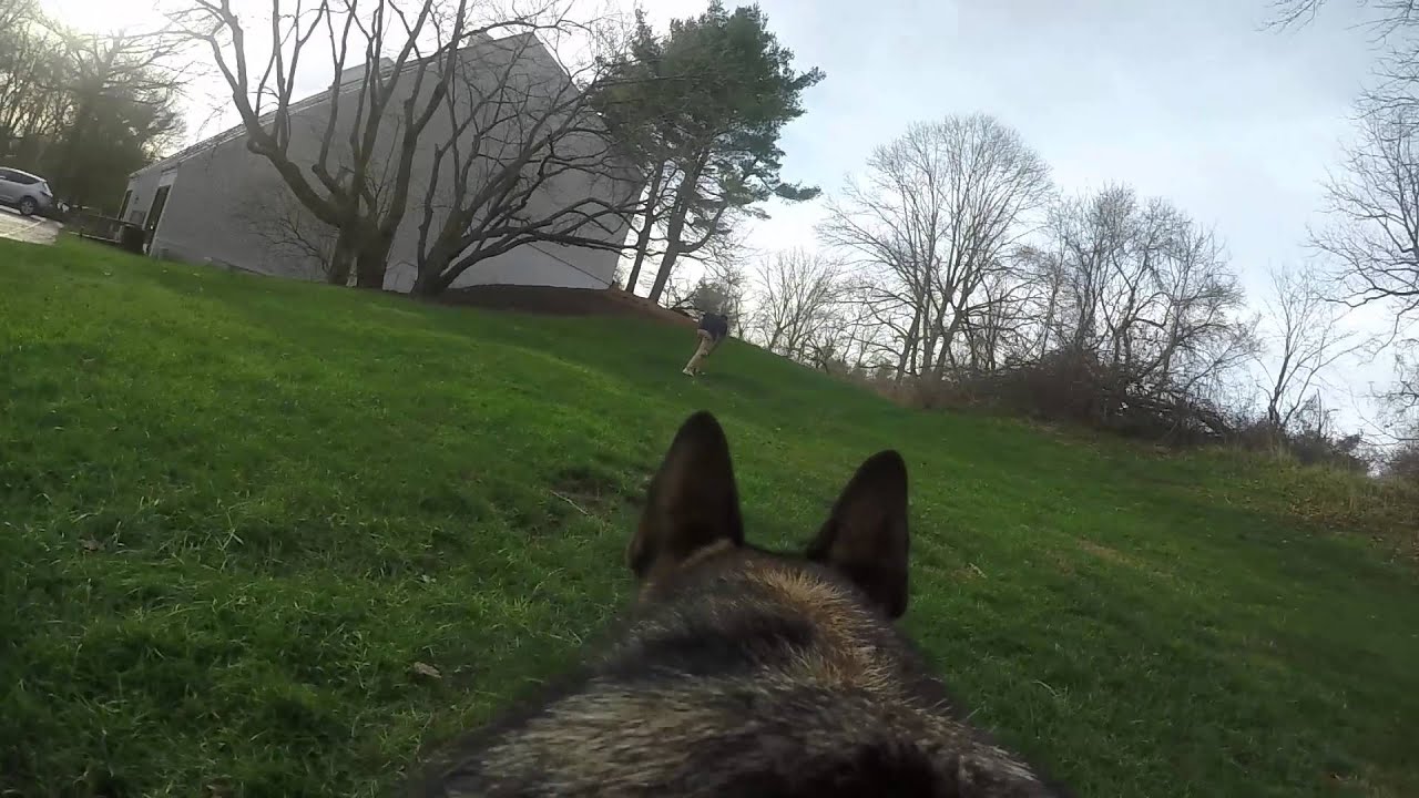 German Shepherd GoPro Dog Fetch Fun - YouTube