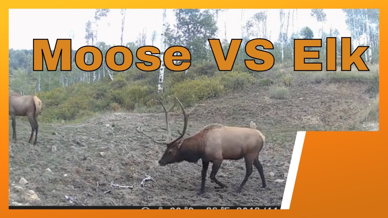 Moose VS Elk - YouTube