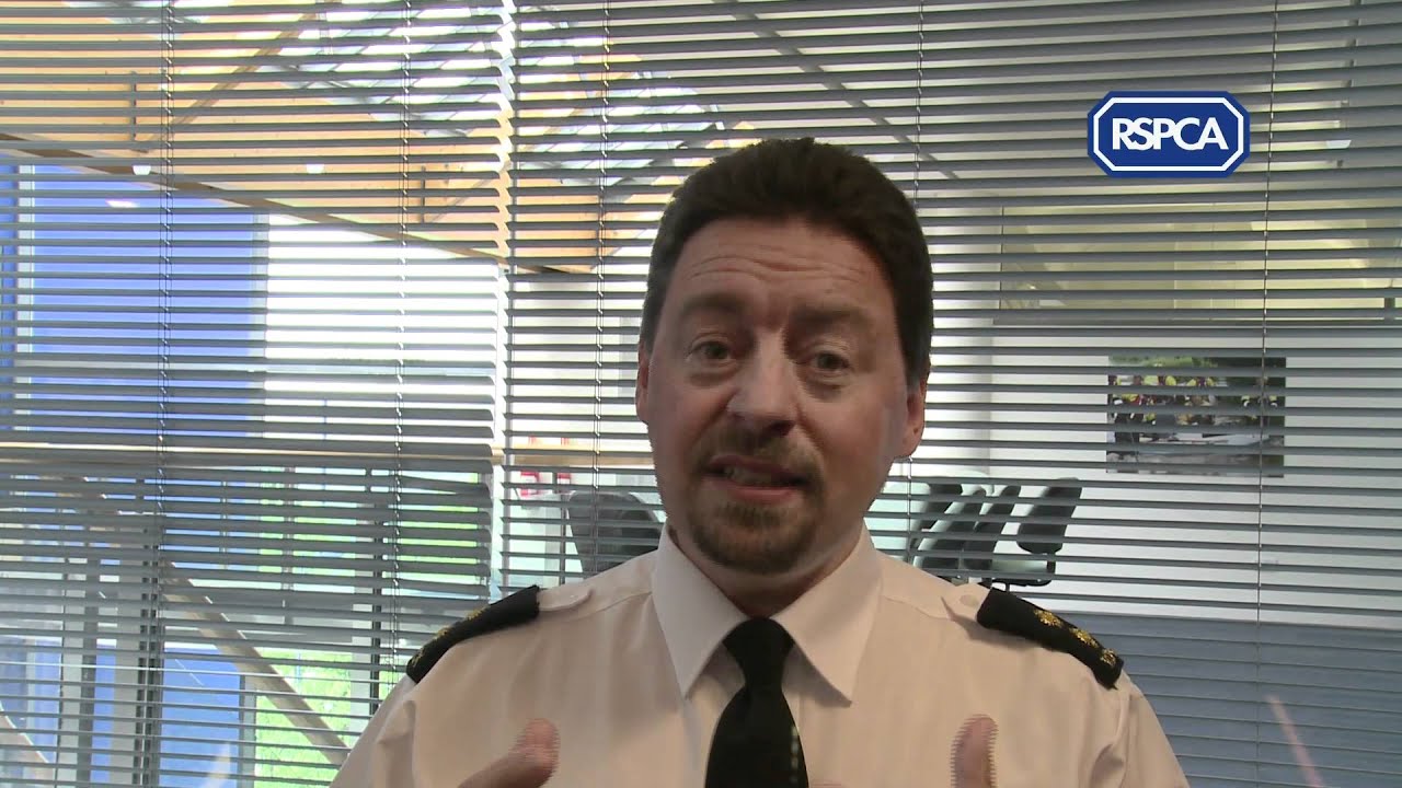 RSPCA Video - Rabbits coming into RSPCA care - YouTube