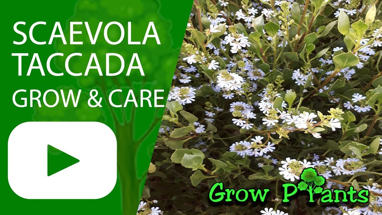 Scaevola Crassifolia Thick Leaved Fan Flower | Best Flower Site