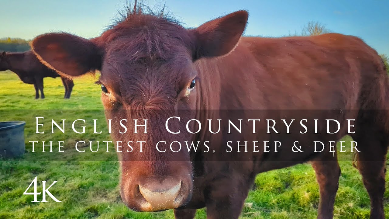A relaxing sunrise walking tour through the stunning English ...