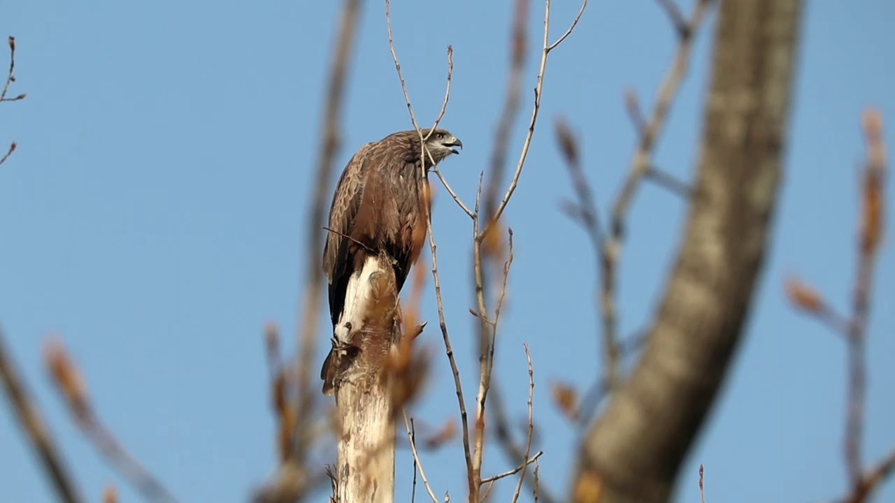 Black Kite call sounds in full hd voice / Black kite whistling in loud ...