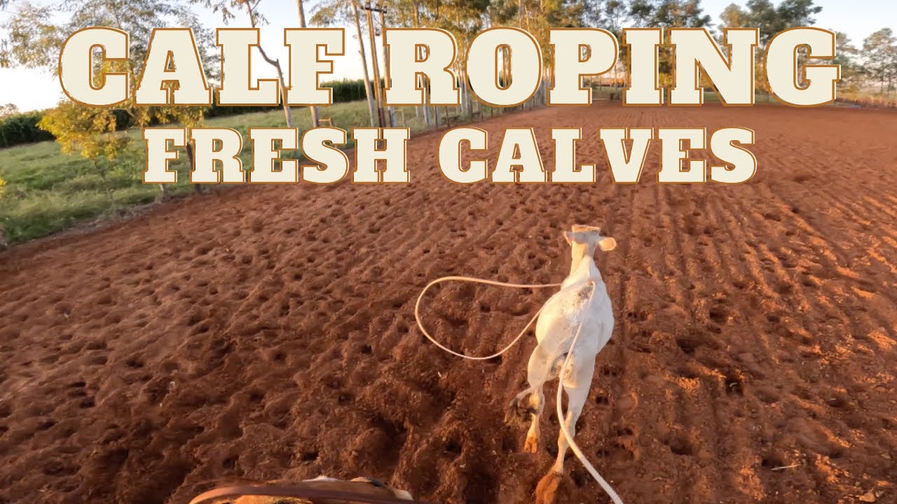 Calf Roping (Fresh Calves) Go Pro - YouTube