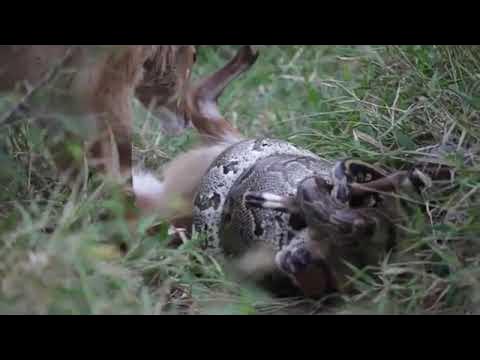🐍Python kills the bushbuck antelope while his mother tries to somehow ...
