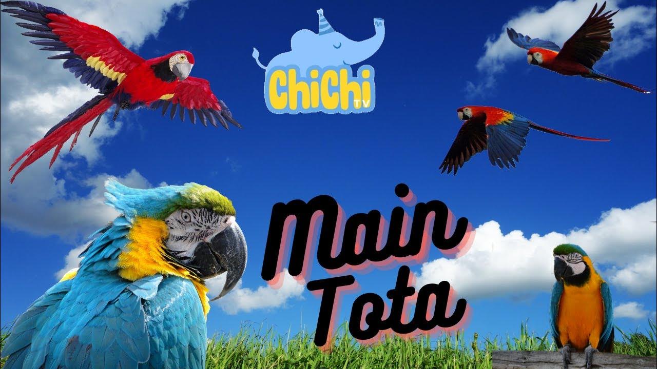 Mithu Mithu | Main Tota | Hindi Rhyme | Children Hindi Rhyme | मैं तोता | Chichi TV | - YouTube