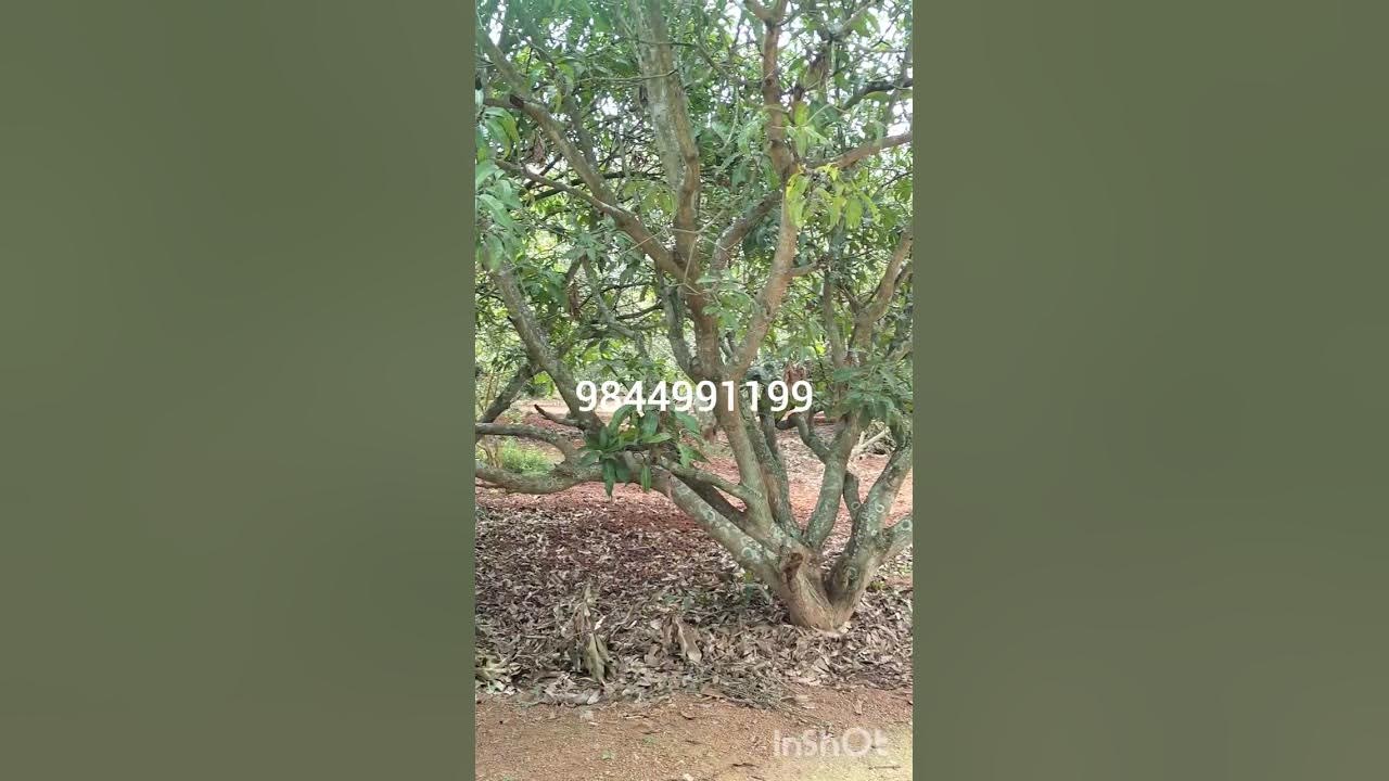 8 Acres Mango farm for sale near Devanahalli, North Bengaluru. - YouTube