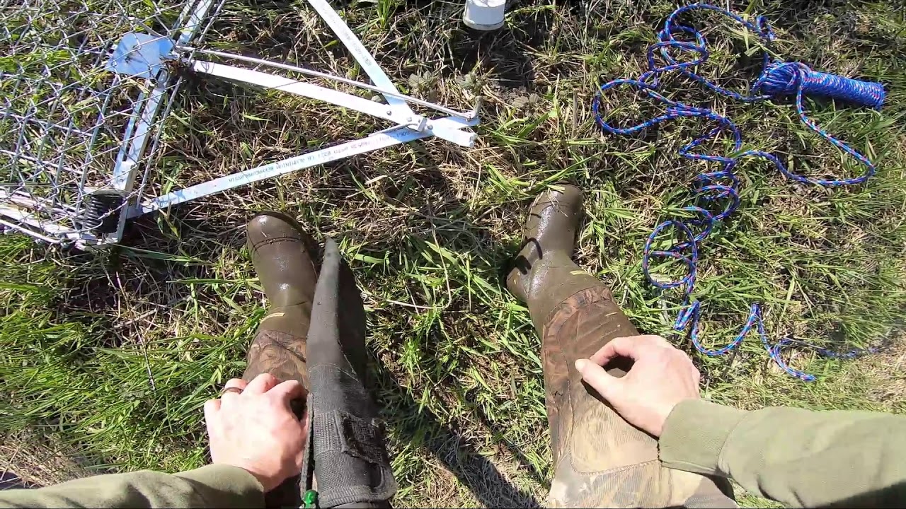 Setting the Koro Beaver Trap - YouTube