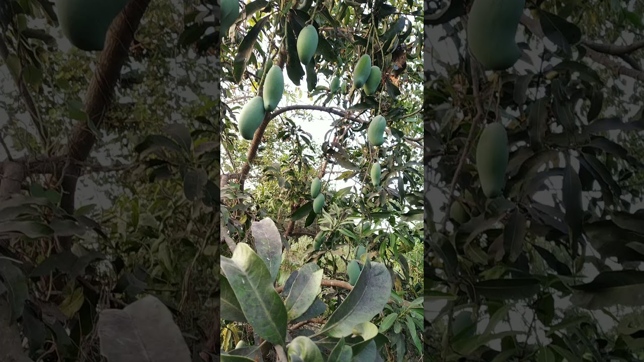 Amrapali aam | aamrapali aam ka poudha | kachcha aam | aam ki kheti ...