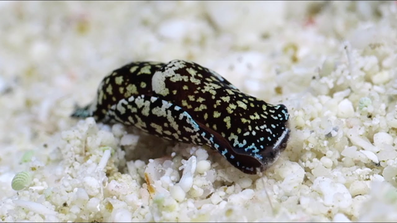 Headshield Slug - by Khurram Pervaiz - YouTube